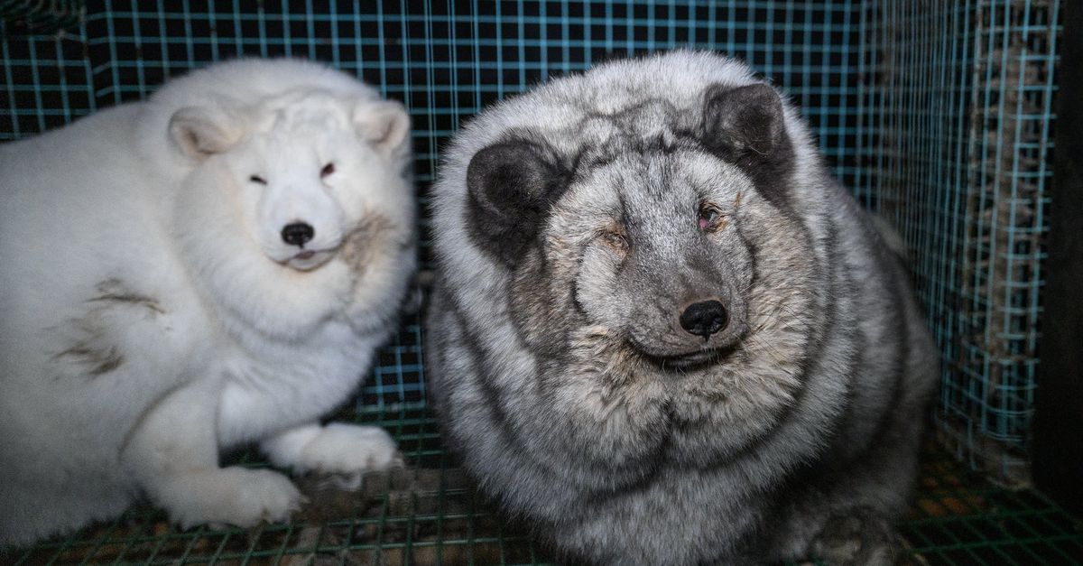 Virologen verontrust over vogelgriep bij poolvossen op Finse ...