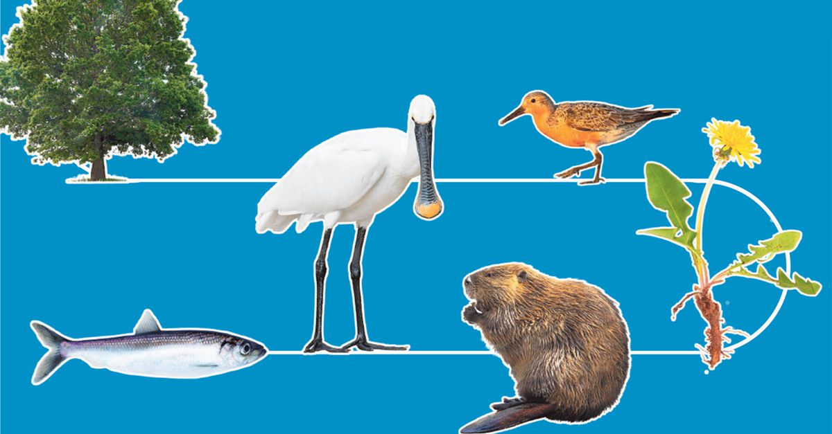 De geur van regen, ook die is typisch Nederlands - NRC