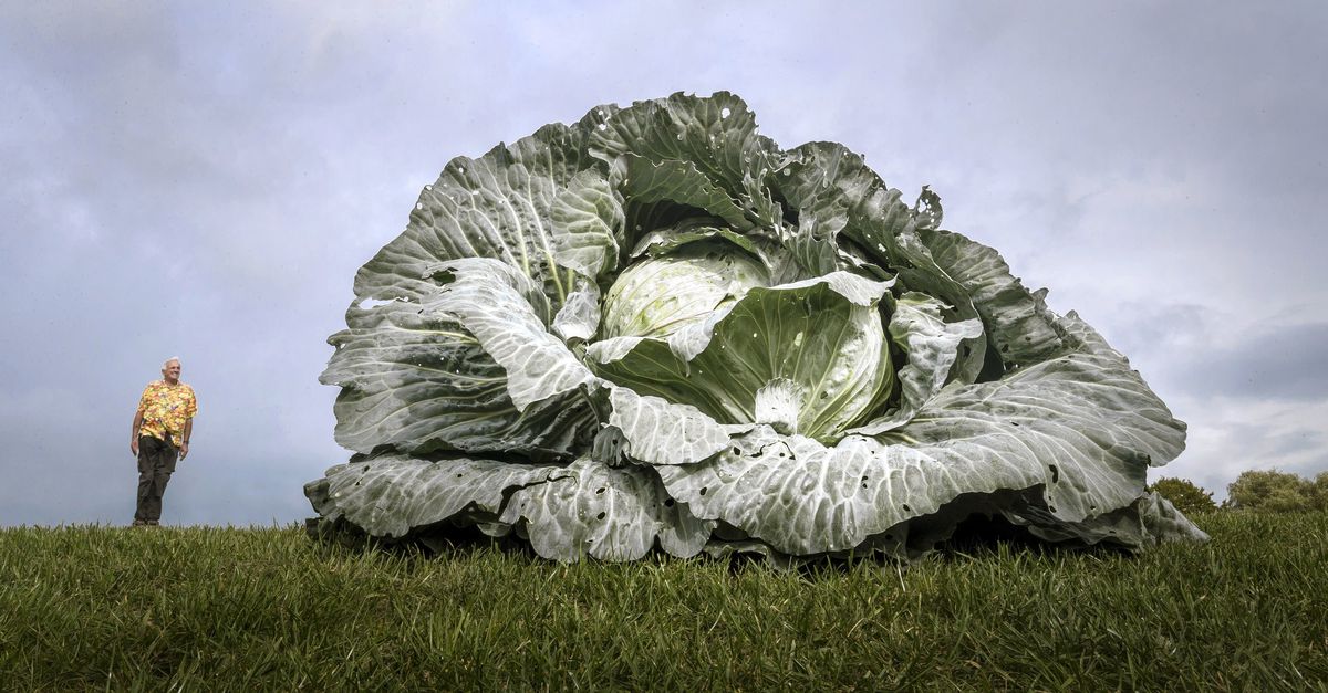 Groter is niet altijd beter – maar wat kunnen we daarmee? - NRC