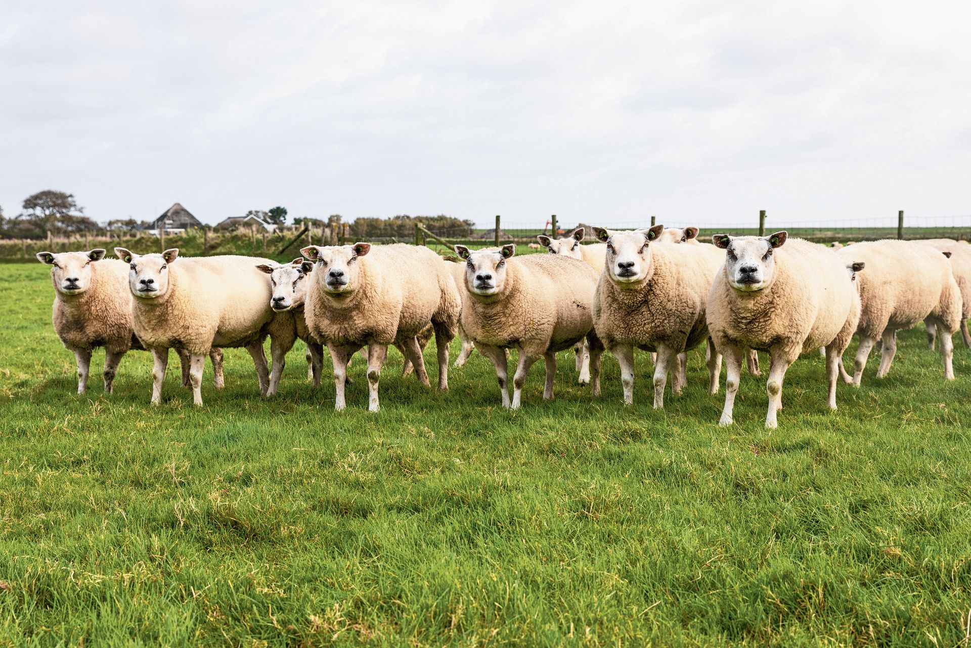 ‘Schapeneiland’ Texel leeft tussen hoop en vrees na het eerste schaap ...