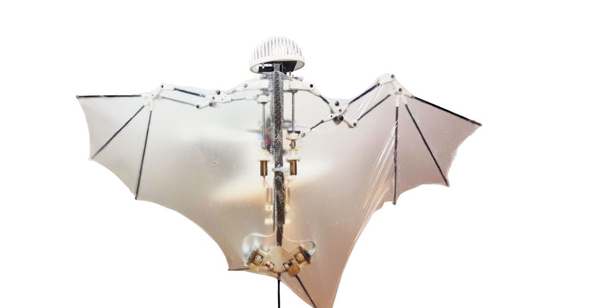 Batbot: kruising tussen vleermuis en drone - NRC