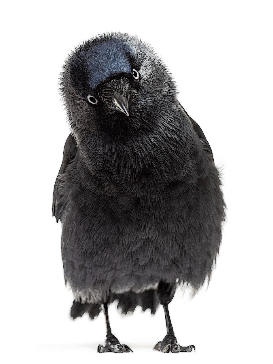 Een kauw met de zenuwen - NRC