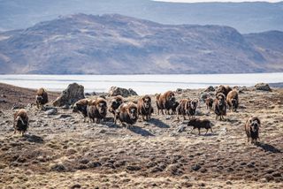 Grote grazers vertragen de achteruitgang van de toendra door ...