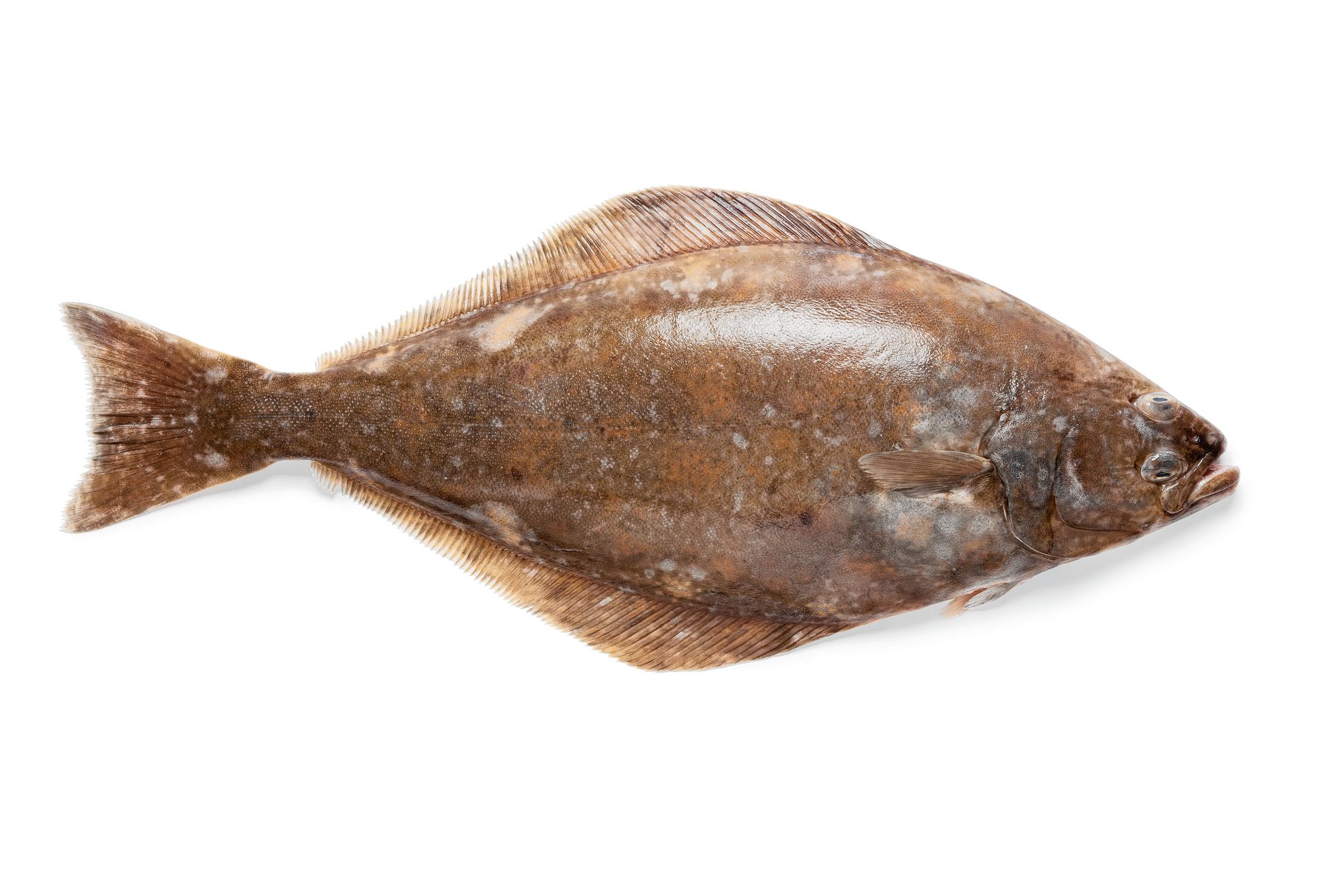 In soja gepekelde heilbot - NRC