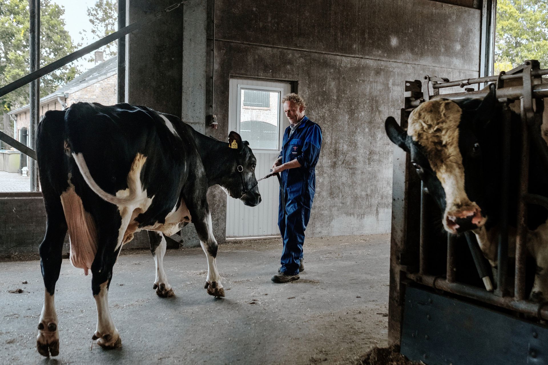 Topkoe Nora gaf 200.000 liter melk in haar leven - NRC