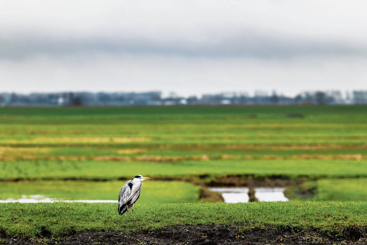 Hoe de stilte uit de Nederlandse natuur verdwijnt - NRC
