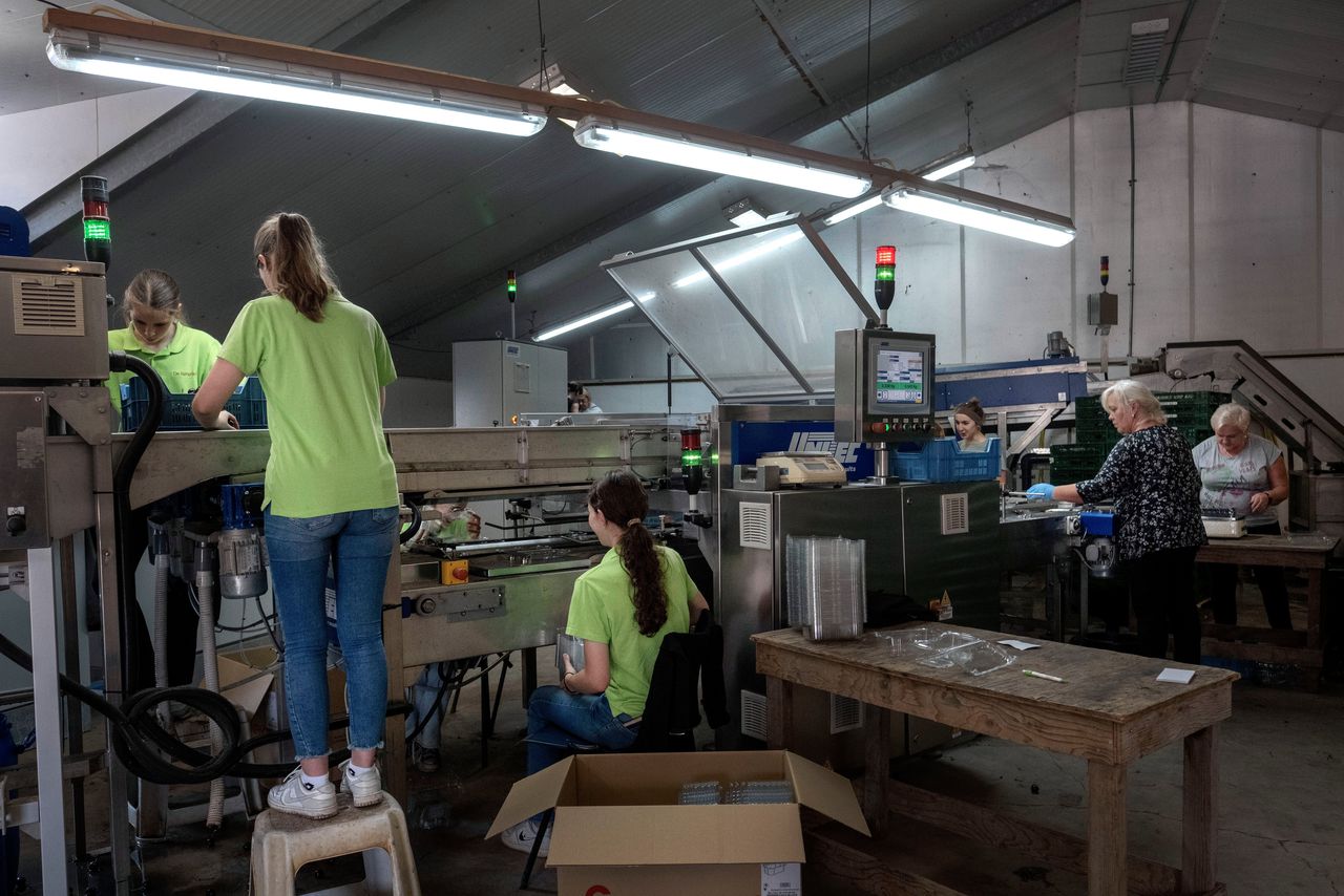 Kersen horen bij Nederland, hoe lang nog? ‘Kersen telen zonder ...