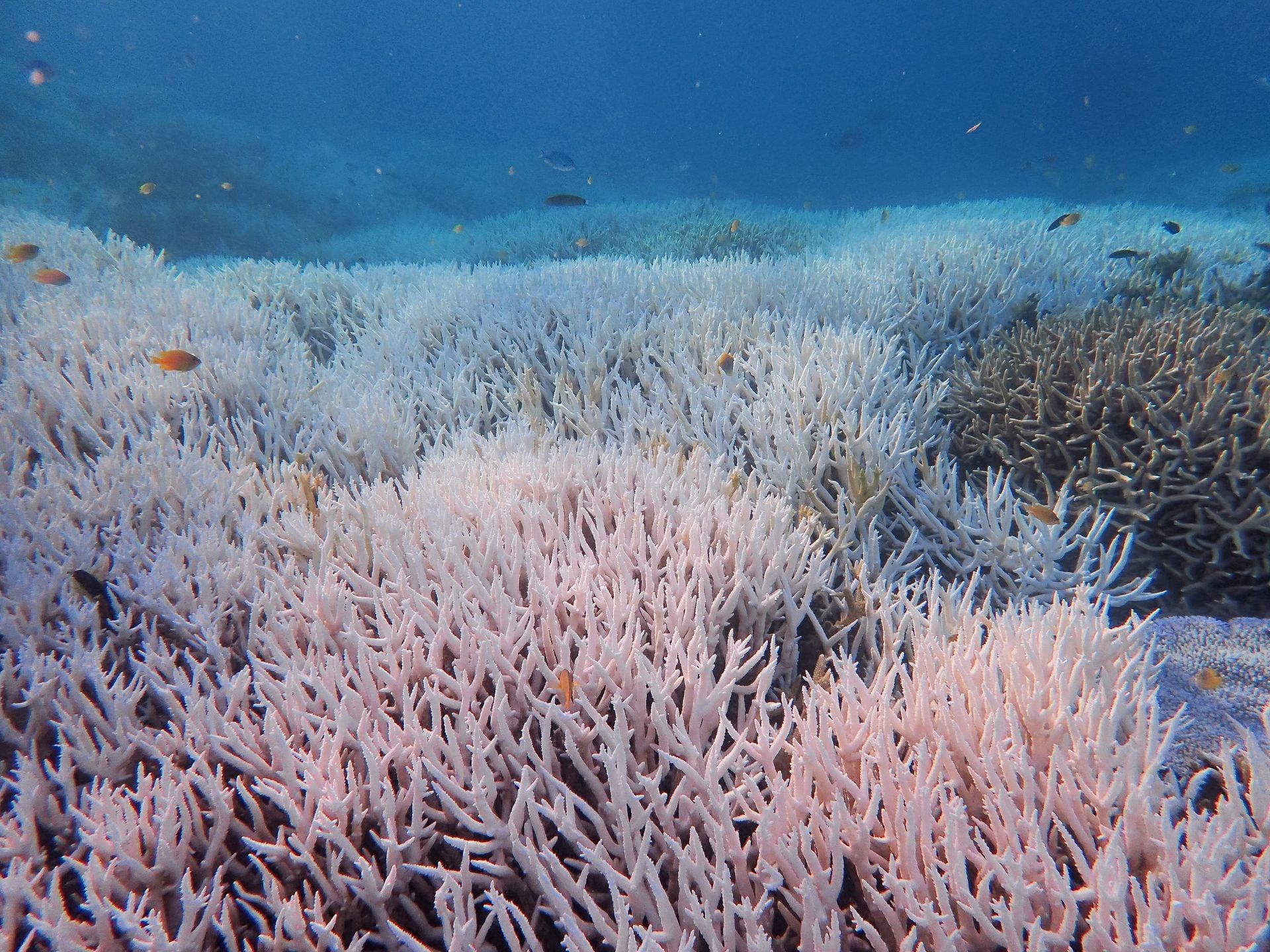 Het koraal verbleekt, het Great Barrier Reef dreigt af te sterven - NRC