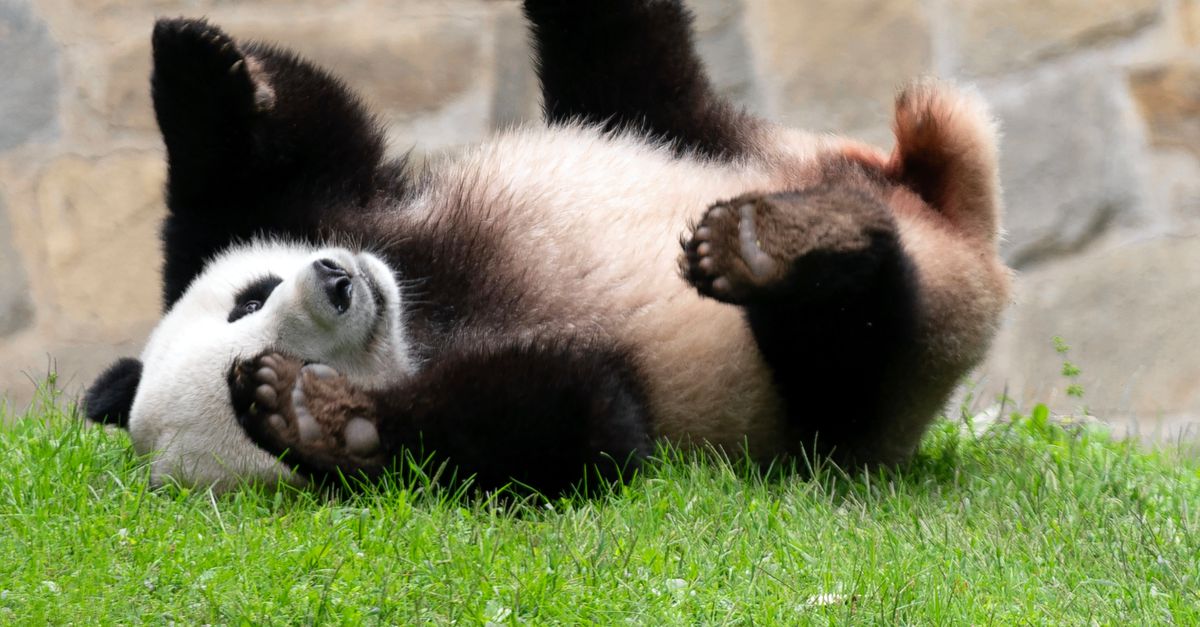 Na vertrek Chinese panda’s ‘blijft een leegte achter’ in Washington - NRC
