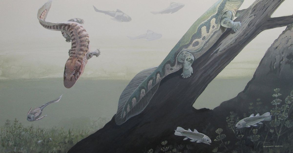 Eerste viervoeter ontstond in rivierdelta - NRC