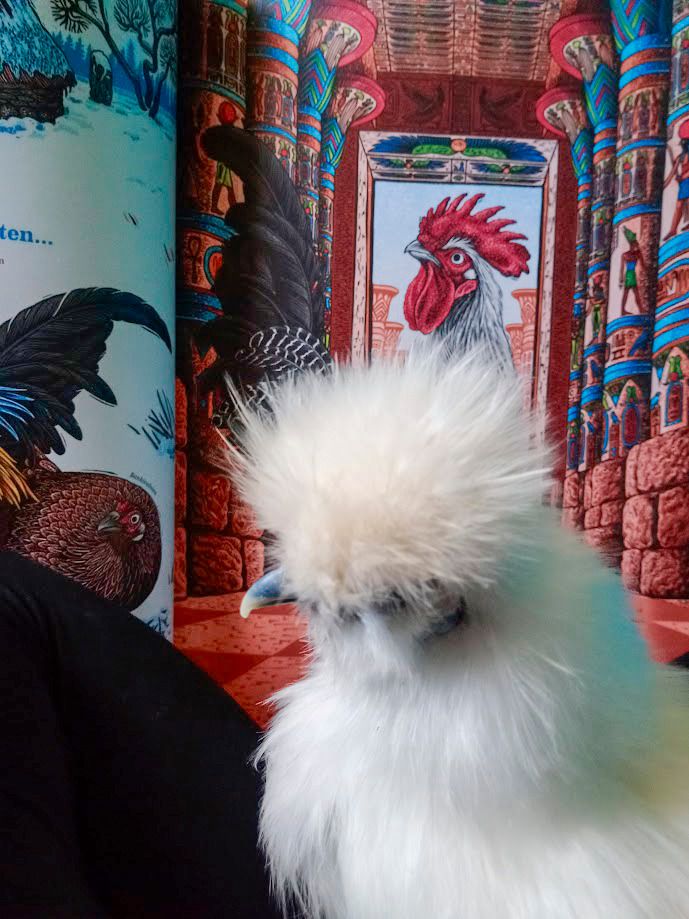 Thuiskip Pluisje herkent zich deels in het Grote Kippenboek - NRC