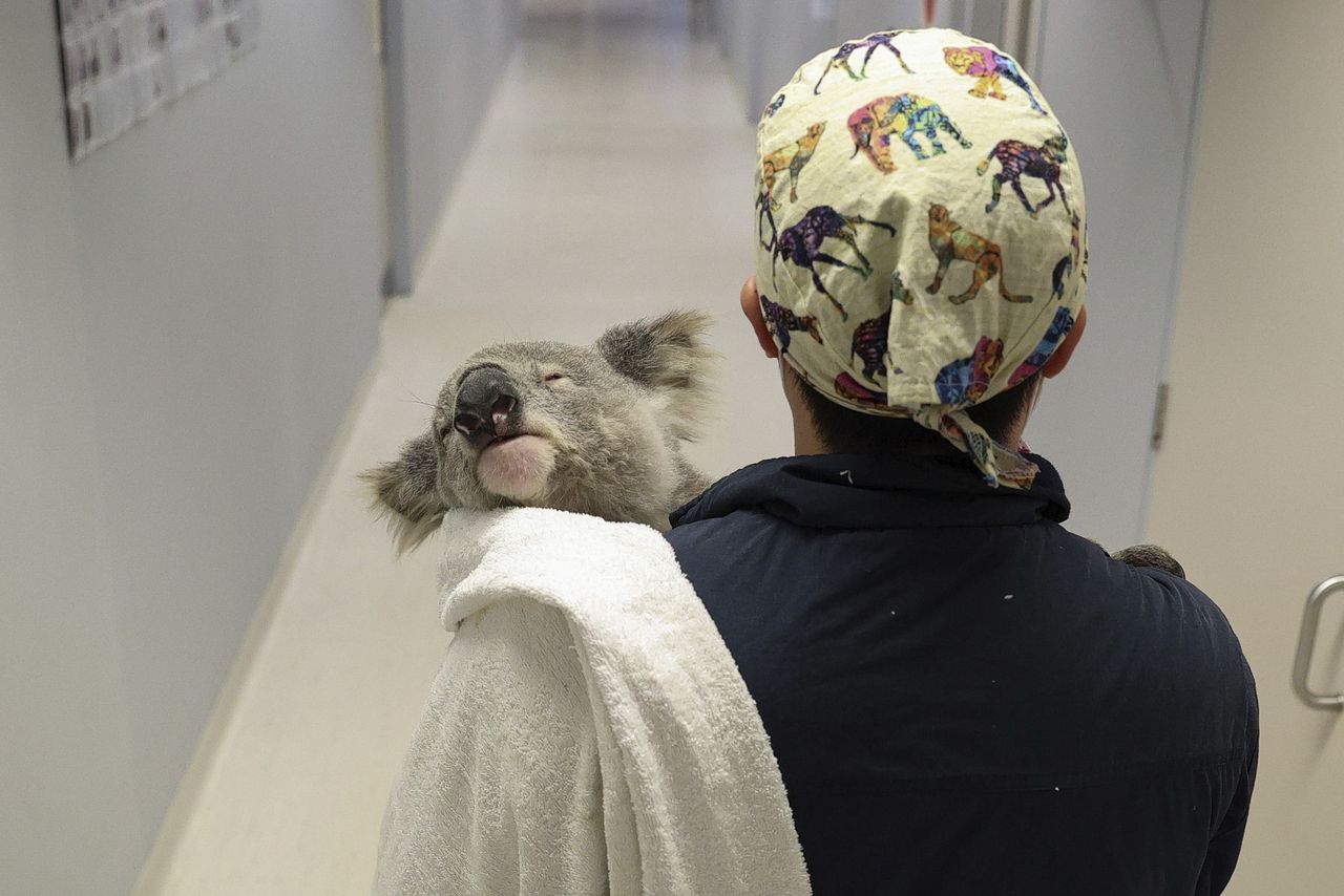 Reddingsacties voor kwetsbare koala’s - NRC