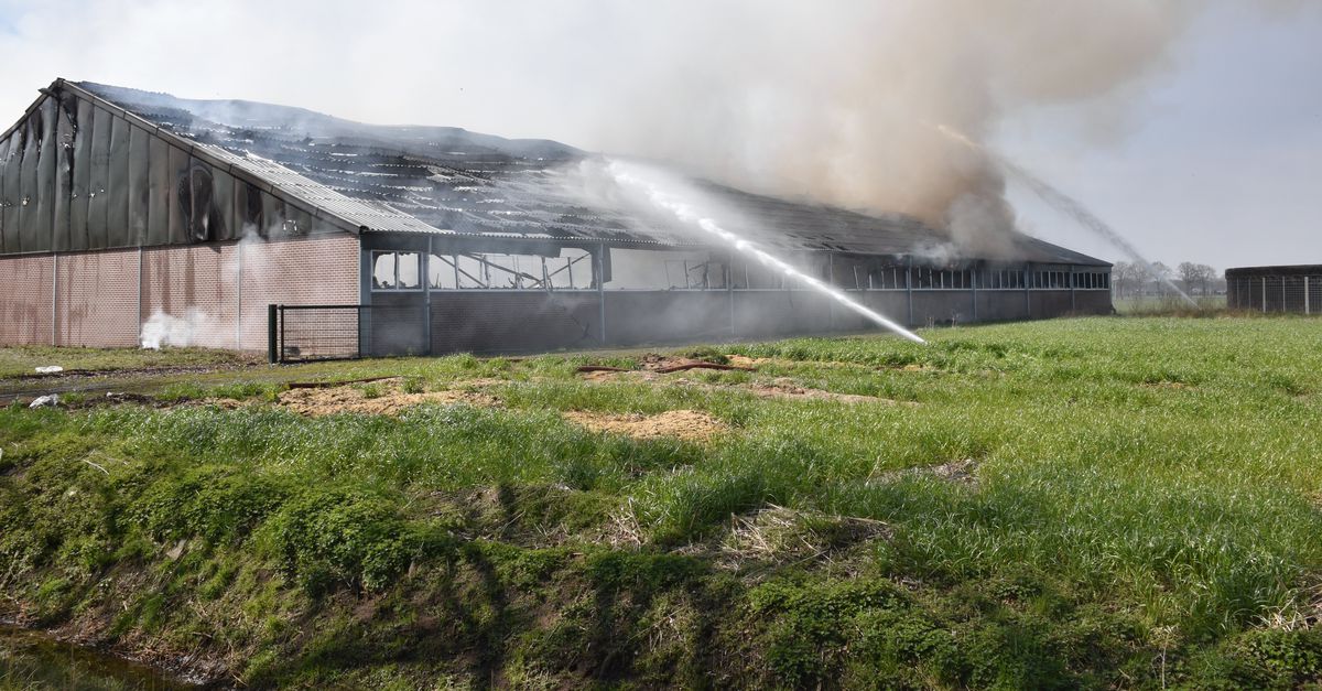 Negenduizend varkens komen om bij grote stalbrand in Brabantse Sint ...