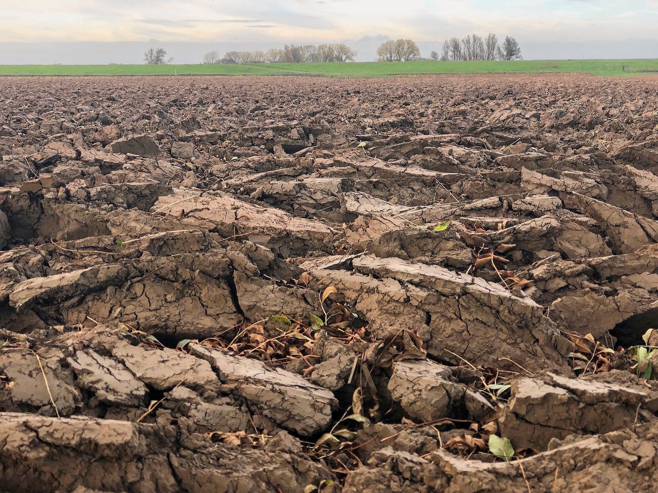 Brussel zet deur open voor genetische plantbewerking - NRC