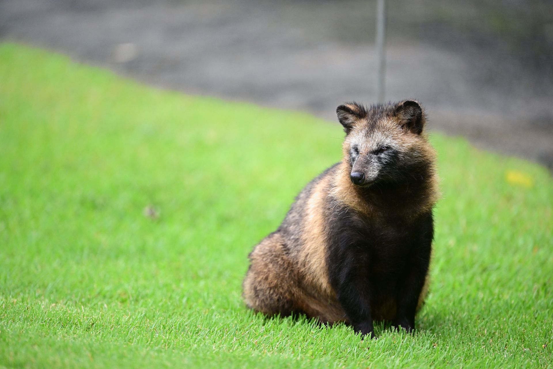 De eerste wilde wasbeerhond bereikt Amsterdam. Het dier is in Japan ...