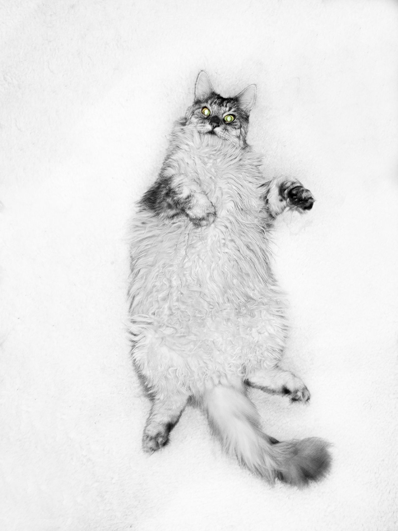 Een bundeling van kattenplaatjes - NRC