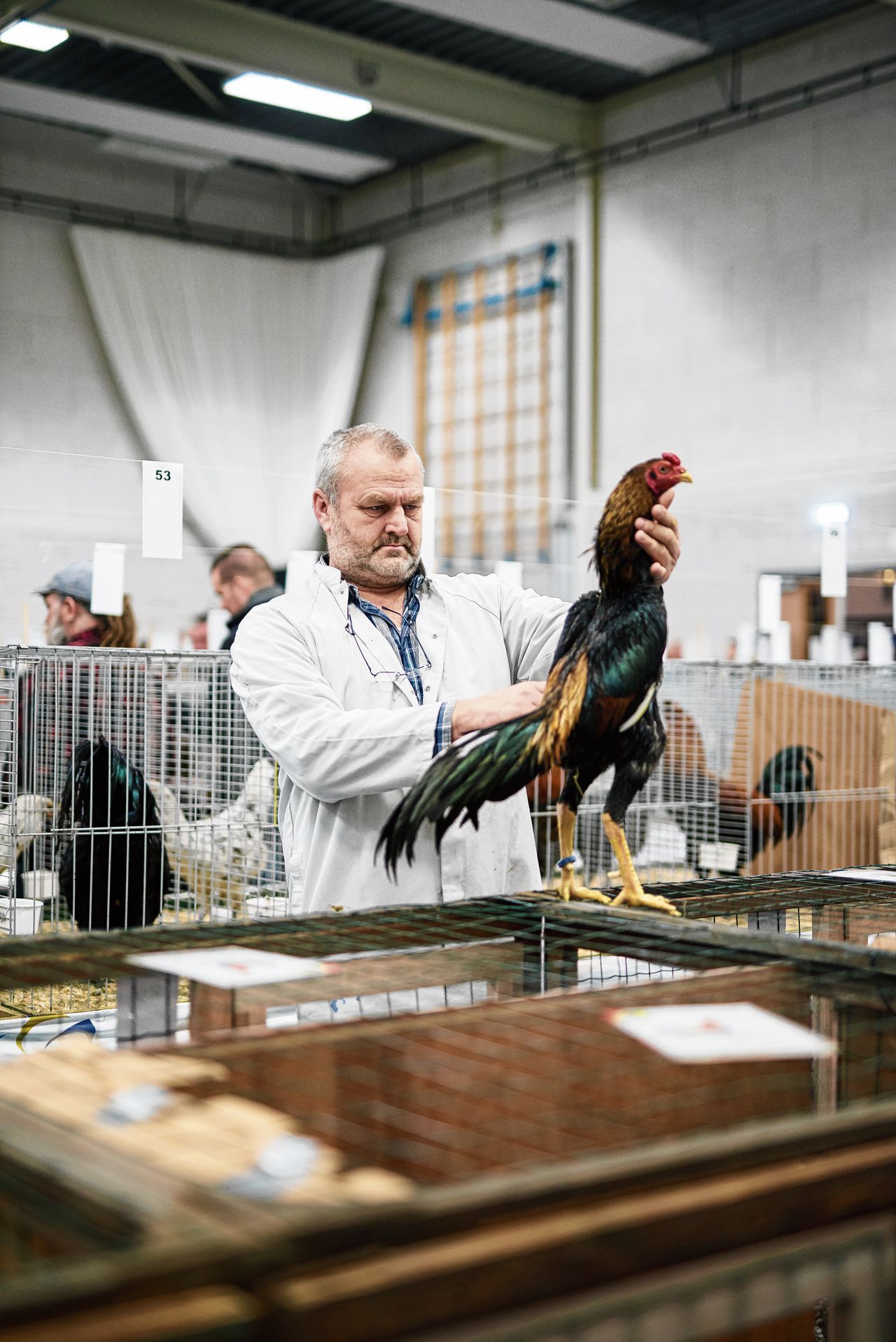 ‘Ik heb een ideaalbeeld van een hoender’ - NRC