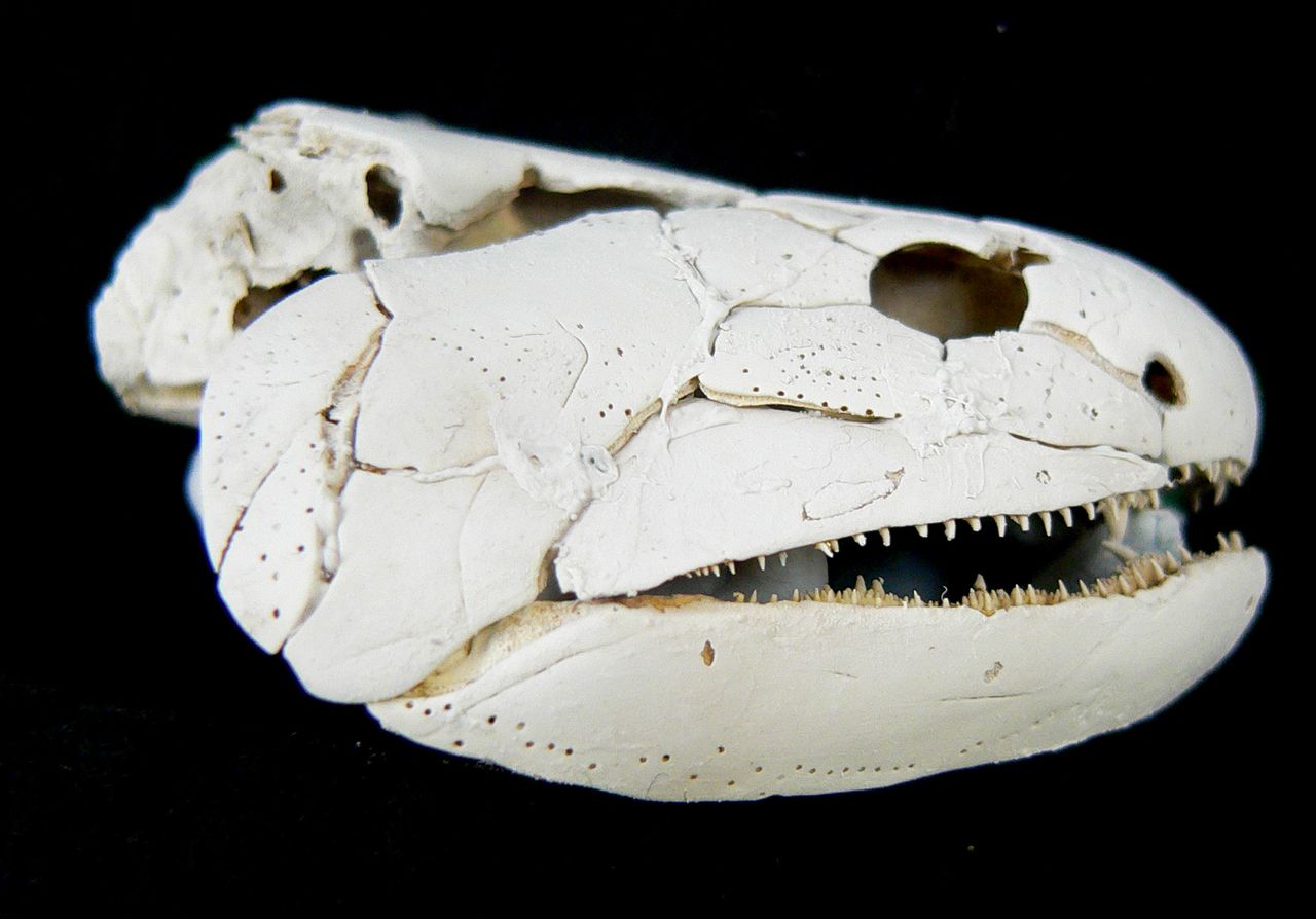 Vroege vis leek al ietwat op landdier - NRC