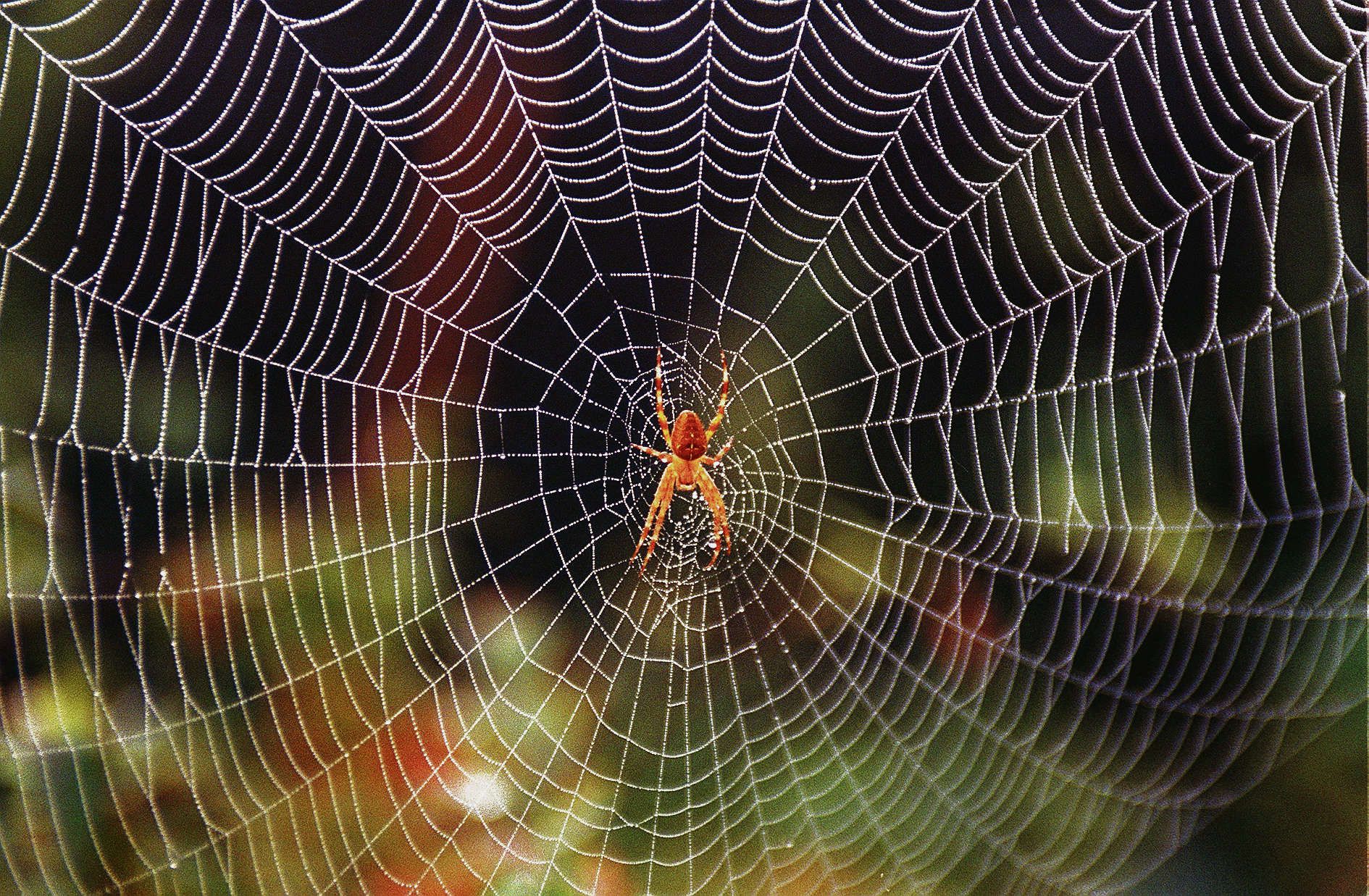 Hoe spinnen zijde maken - NRC