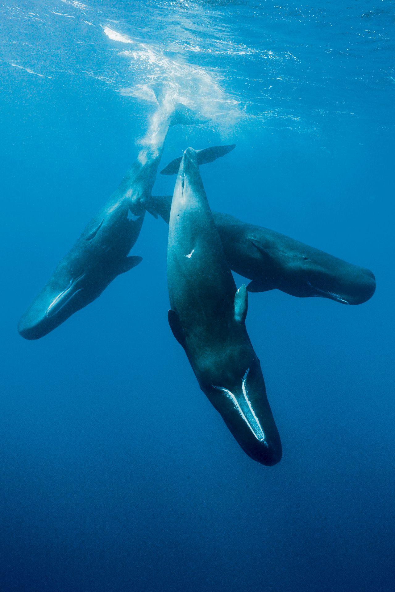 Het verborgen leven van de potvis - NRC