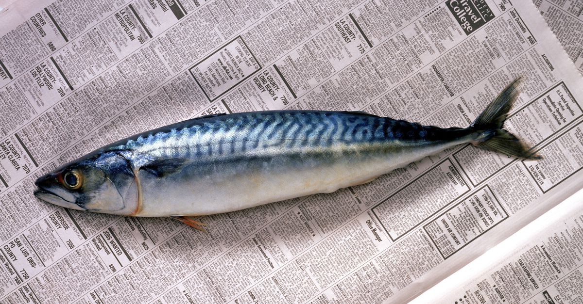 Makreel, een onschuldige vis – of toch niet? - NRC