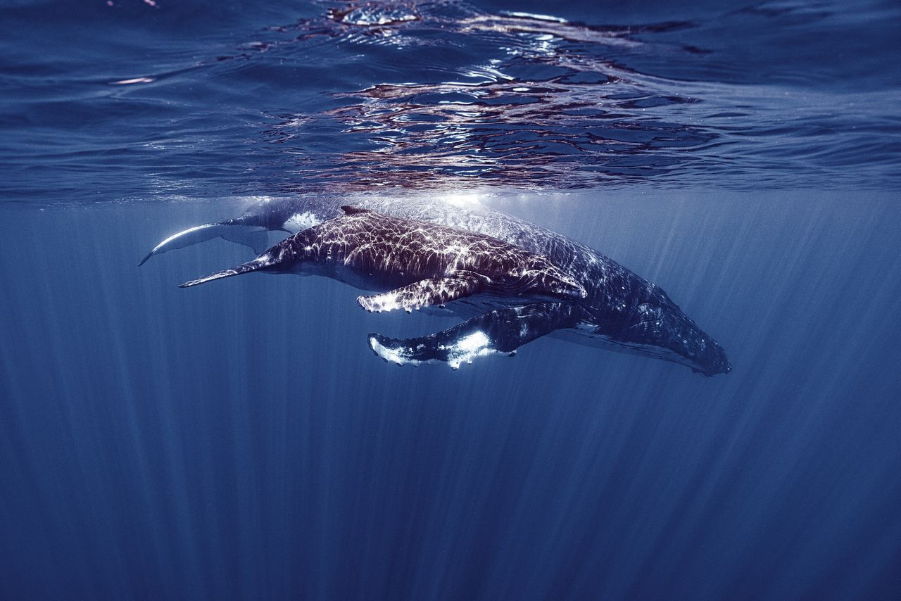 Walviszang anatomisch verklaard - NRC