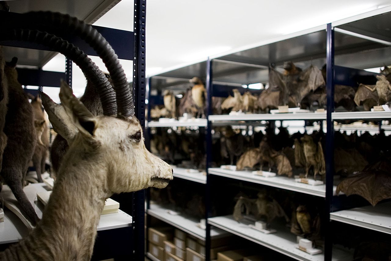 Miljoenen dode dieren in schatkamer van Darwin - NRC