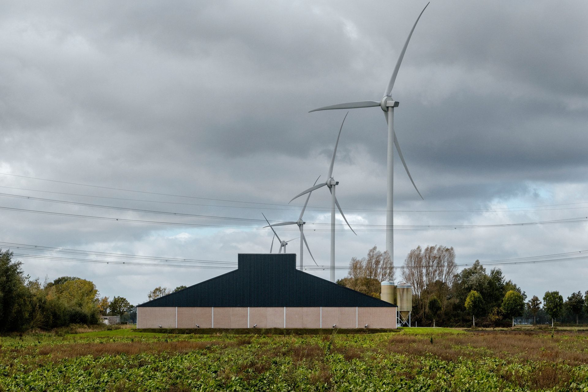 Varkenshouder Egchel kan mogelijk afbouwen en elders uitbreiden - NRC