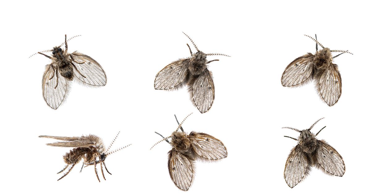 Deze boeken over insecten laten zien welke spannende dingen er in je ...