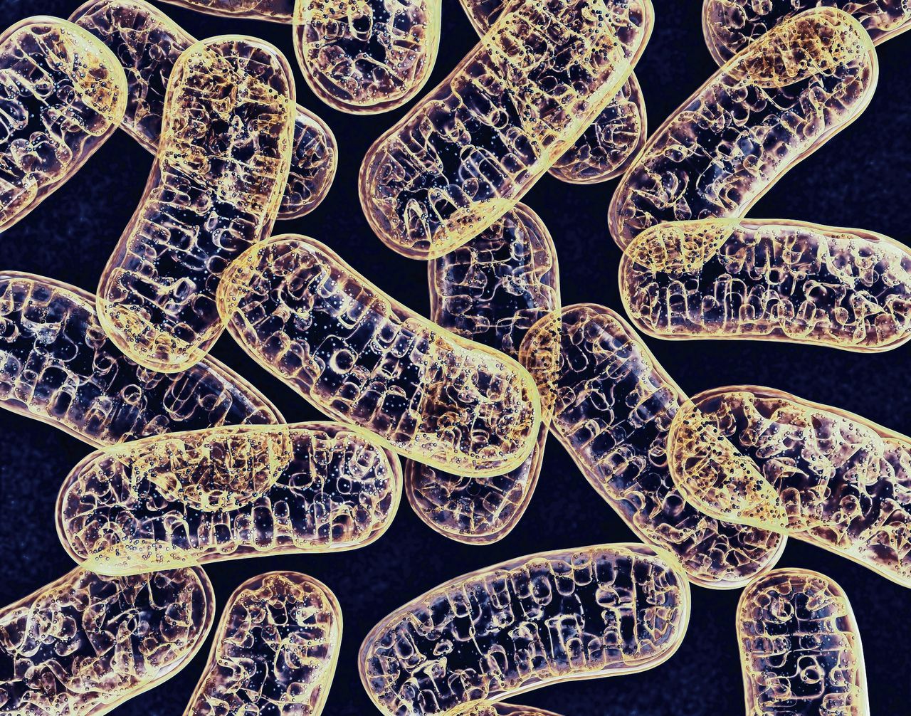 Mensen met slome mitochondriën in hun cellen hebben meer kans op ...