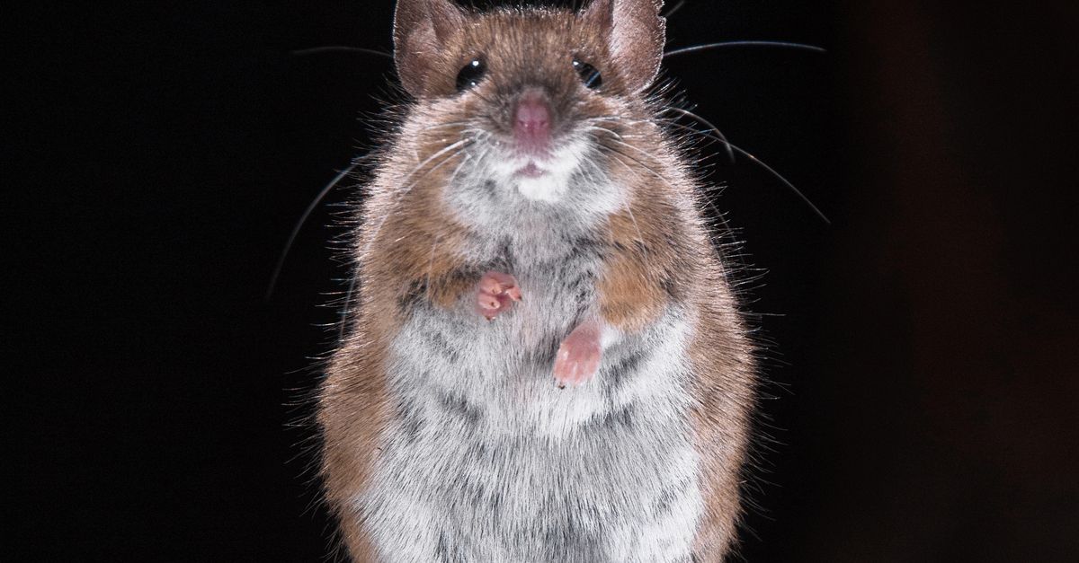 Hallucinerende muizen zien zelfbedachte beelden - NRC