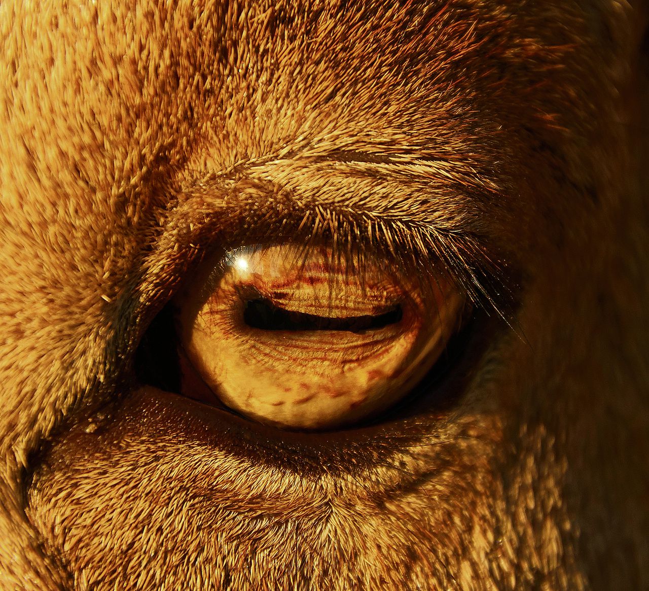 Een prooi ziet alles door een balkje - NRC