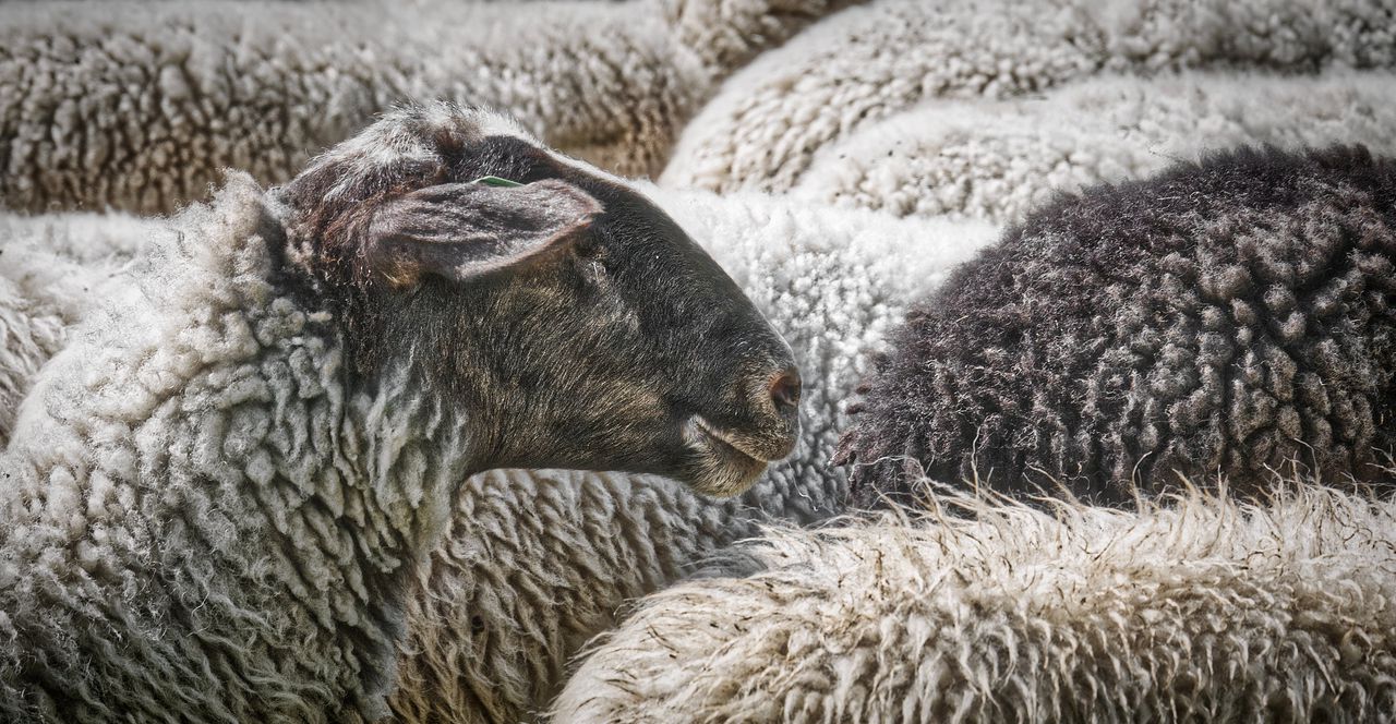Het blauwtongvirus is terug van weggeweest: vier schapenhouderijen ...