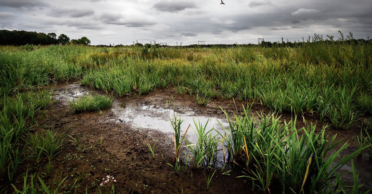 Wat heeft Nederland geleerd van de hevige droogte? - NRC