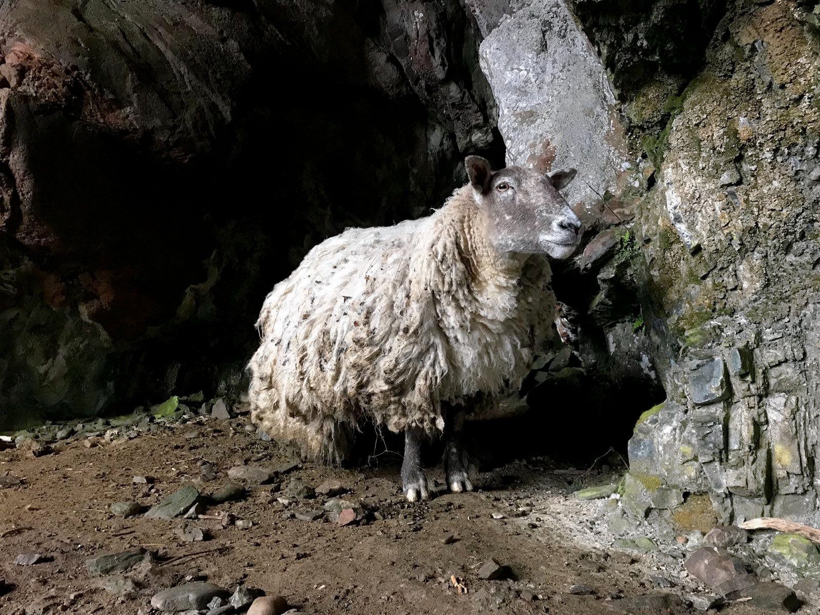 Hoe ‘het eenzaamste schaap’ Fiona na twee jaar van een Schotse klif ...