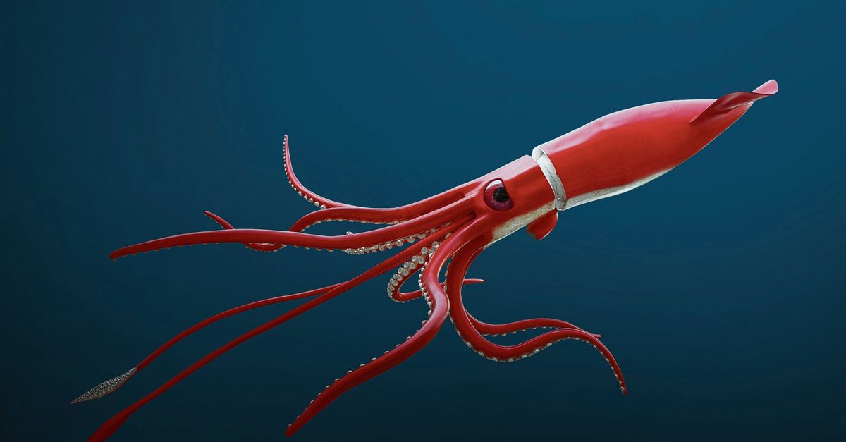 Wees onverschillig als een inktvis - NRC