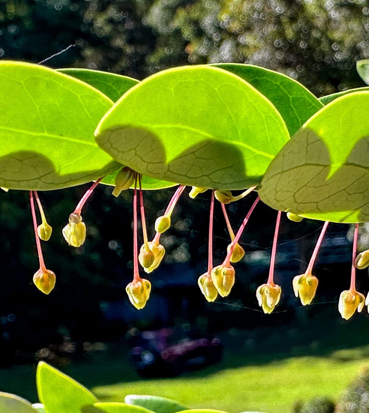 Net als mijnwerkers kunnen planten nikkel uit de grond halen – en zo ...