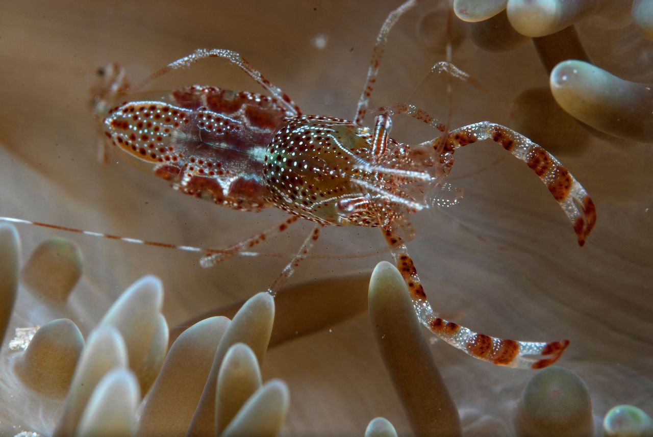 De steurgarnalen uit de Nederlandse Cariben maken soms vreemde dansjes ...