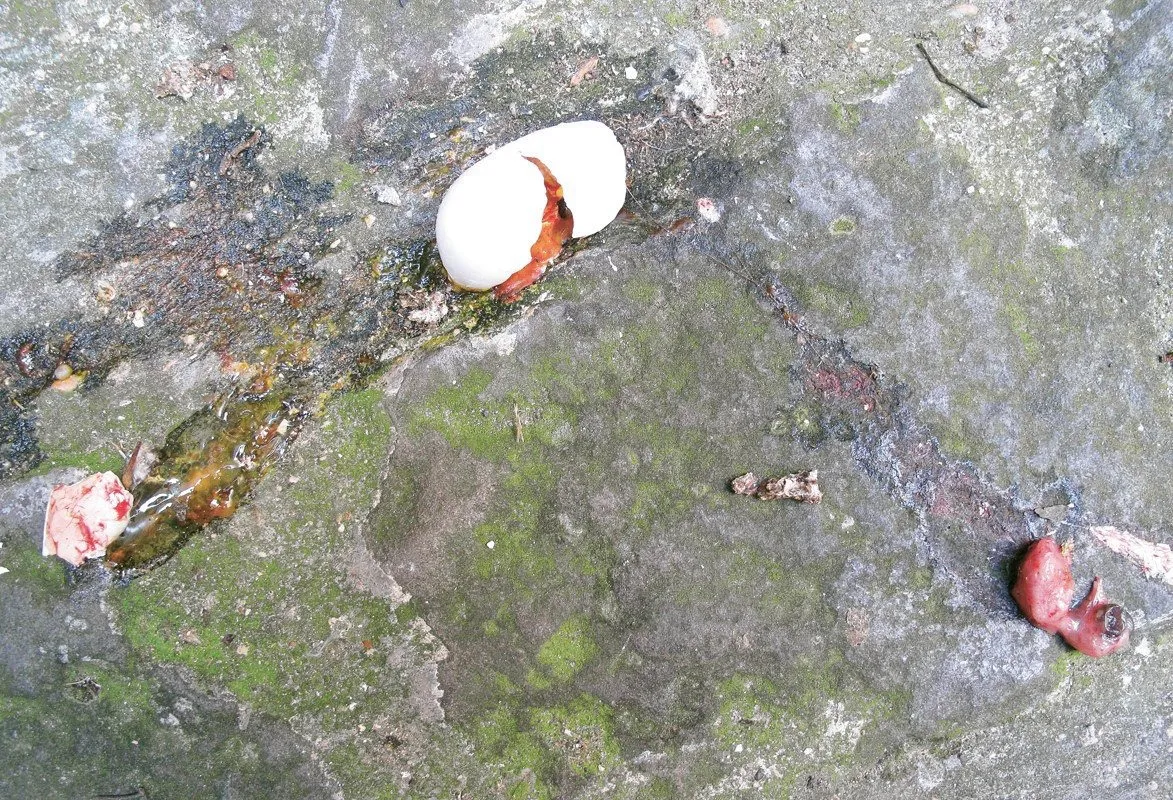 Van vredesduif tot vliegende rat: de duif heeft in de ...