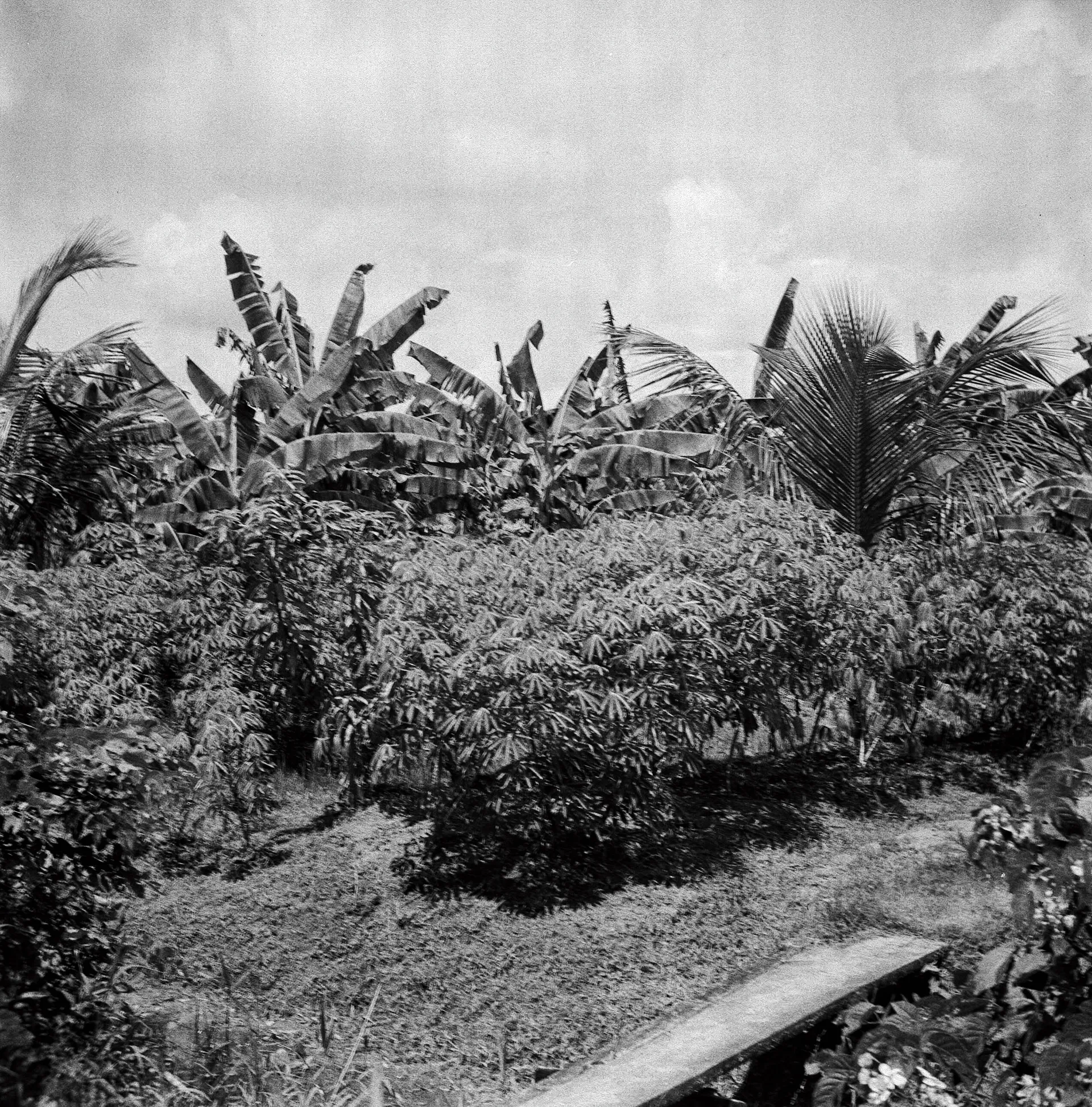 nowheretostay: De Boni Trail : in het spoor van Surinaamse strijders