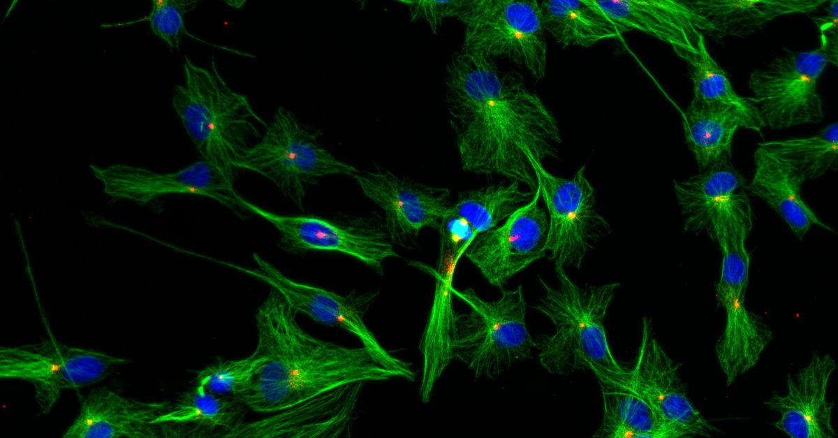 Stippen voor dwerggroei - NRC