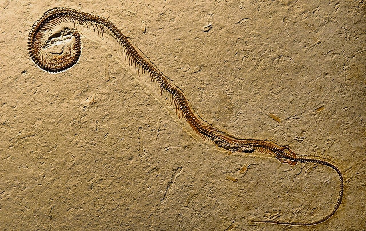 Paleontologen gefrustreerd over wetten die fossielen beschermen - NRC