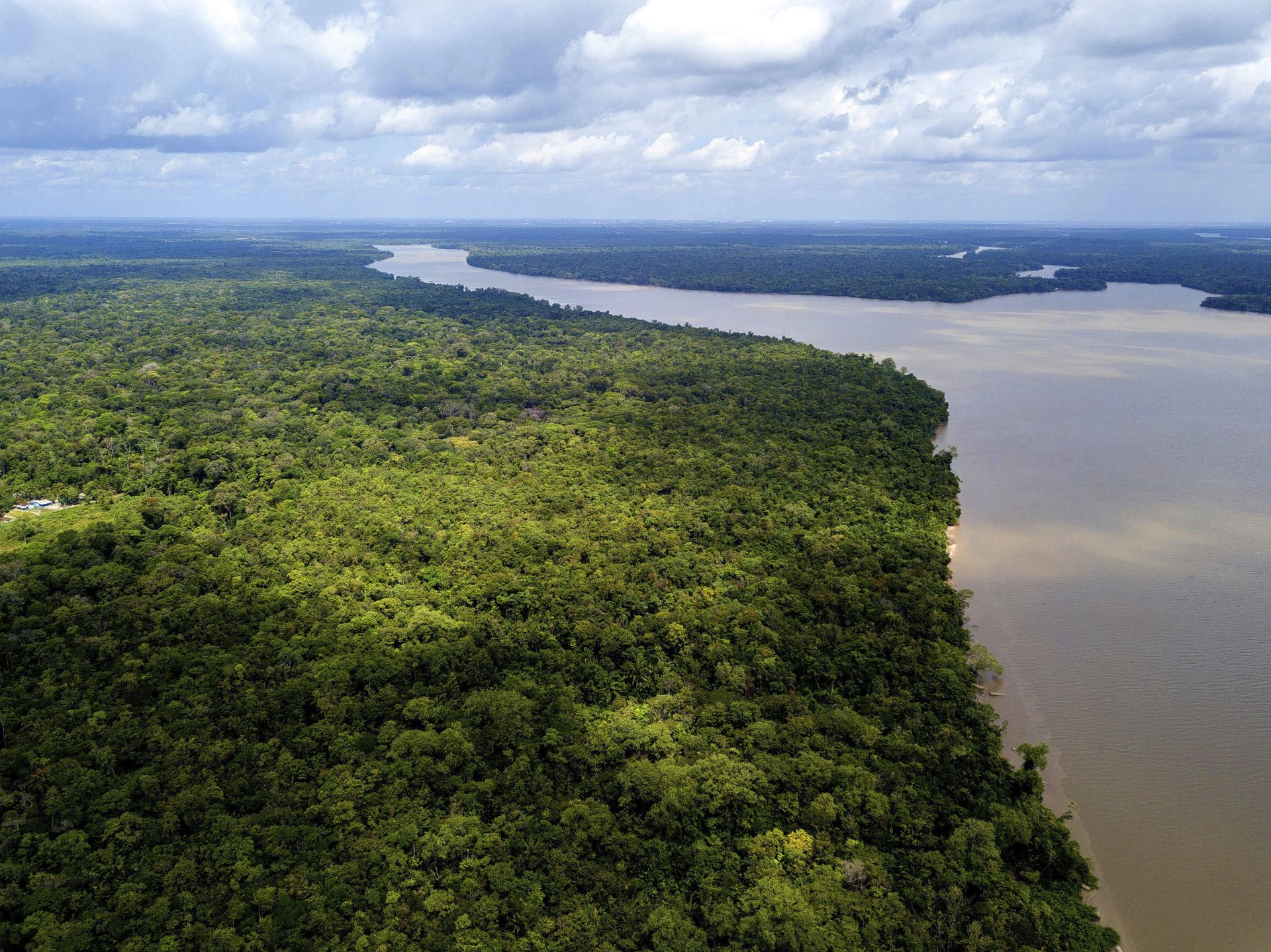 Gekapt tropisch bos kan zich sneller herstellen dan gedacht - NRC