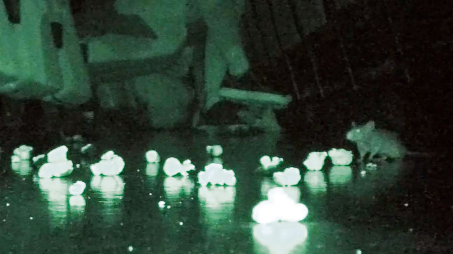 Lekker naar de film, in goed gezelschap van de muizen - NRC