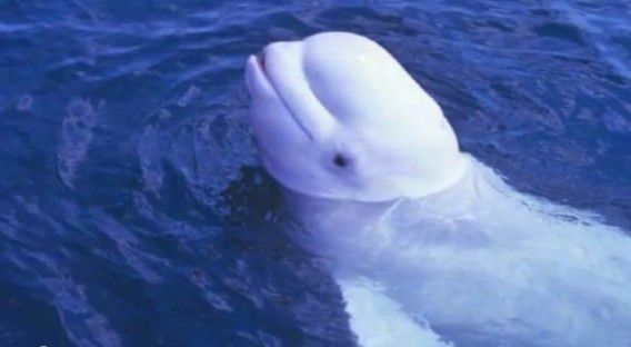 National Marine Mammal Foundation - NRC