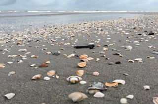 Verdwenen reuzenalk kwam ’s winters vaak buurten op de Noordzee - NRC