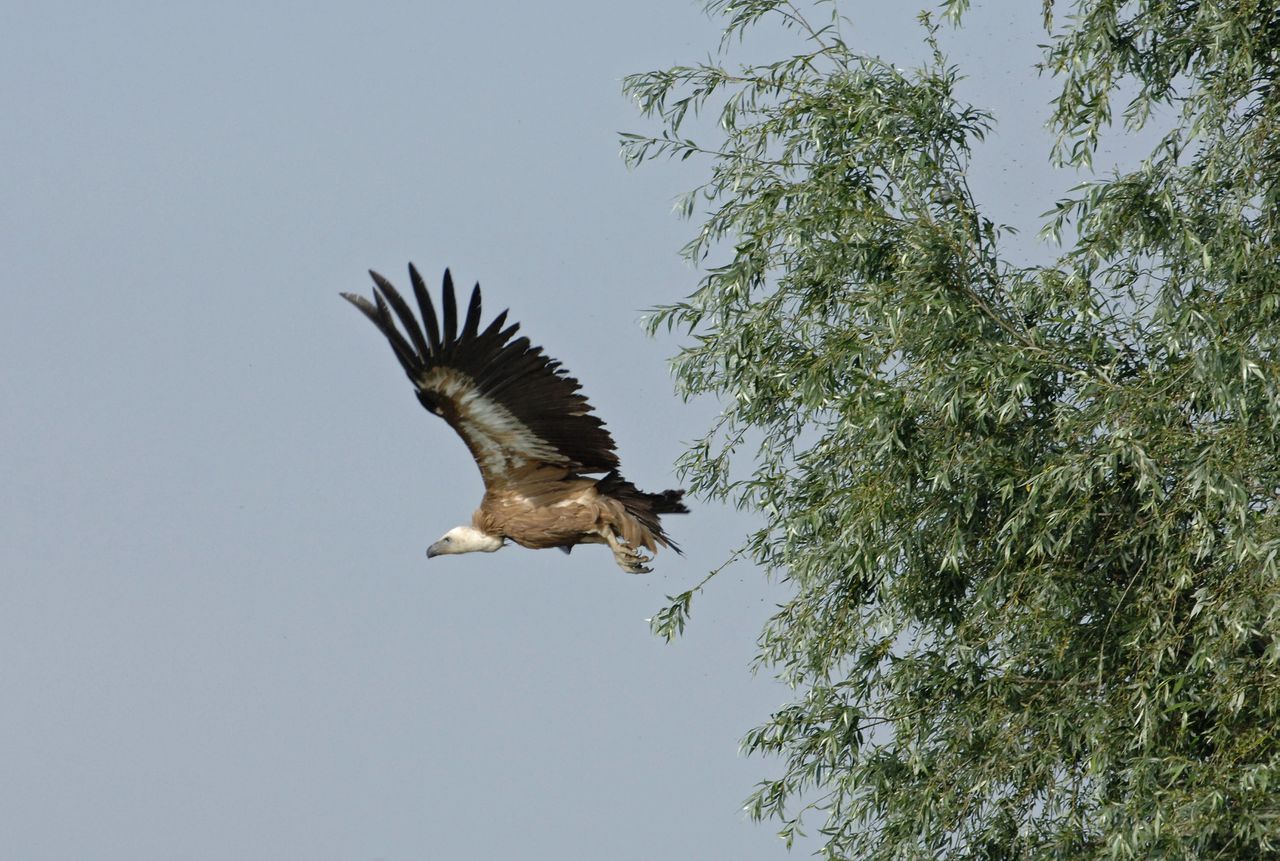 Grandioos! Een vale gier in je telescoop - NRC