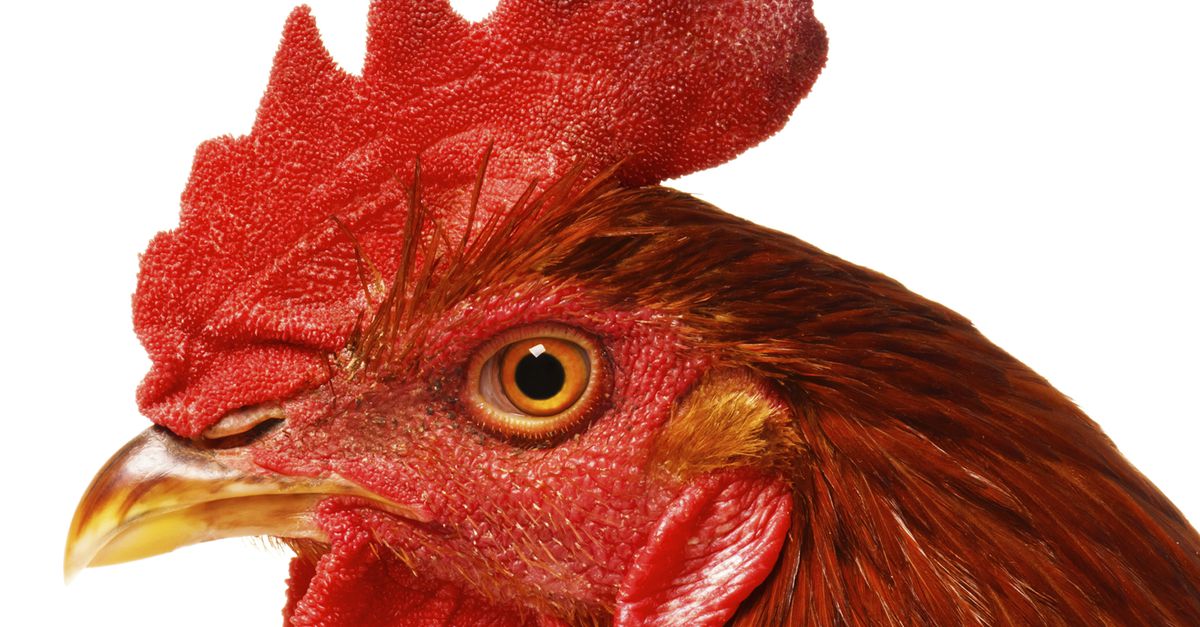 Kippen zijn in een paar decennia extreem zwaar geworden - NRC