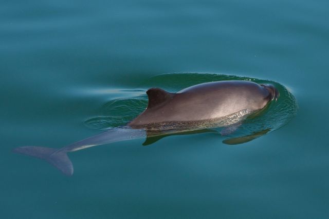 Biologen zien orgie van bruinvissen in de Oosterschelde - NRC