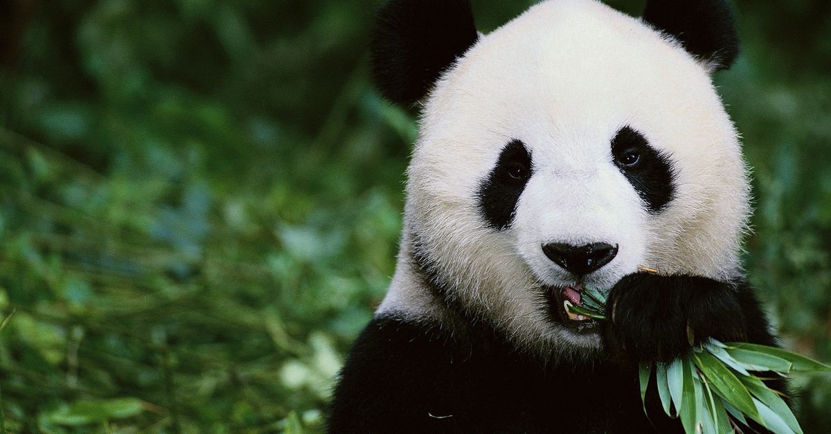 Panda’s ontmoeten elkaar stiekem in het bos als niemand kijkt - NRC